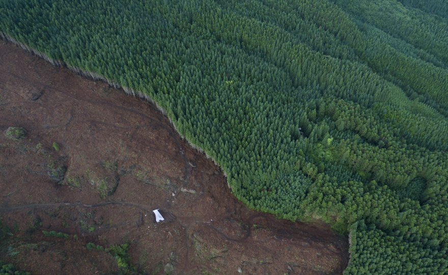 What is forest conversion? | ClientEarth