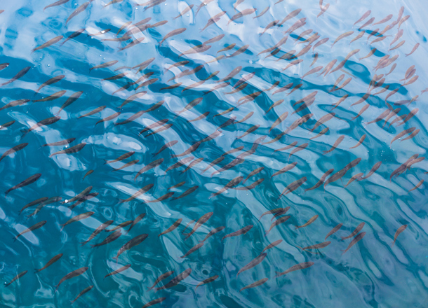 Our history | ClientEarth