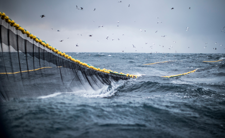 What is bottom trawling? How it works and environmental impact ...