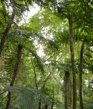 What is forest conversion? | ClientEarth