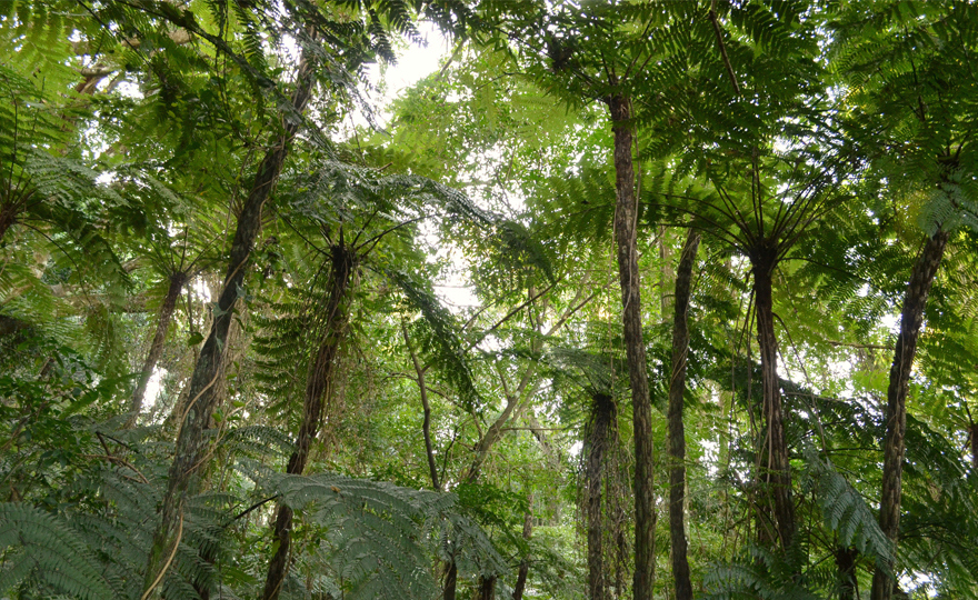 Community Forestry: An Explainer | ClientEarth